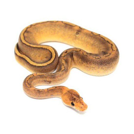 Python regius "Champagne gravel" - Python royal