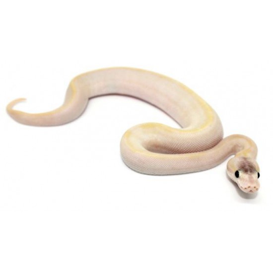 Python regius "Champagne pastel" - Python royal