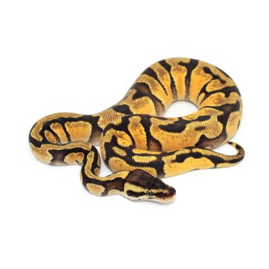 Python regius "Enchi pastel" - Python royal
