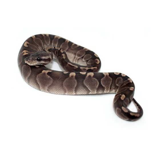 Python royal "GHI cinnamon" - Python regius