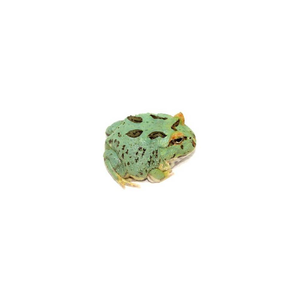 Ceratophrys cranwelli "Peppermint" - Grenouille Pacman