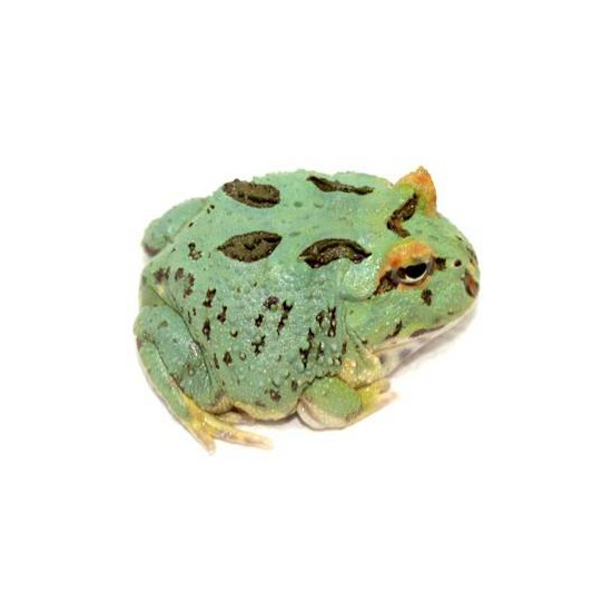 Ceratophrys cranwelli "Peppermint" - Grenouille Pacman