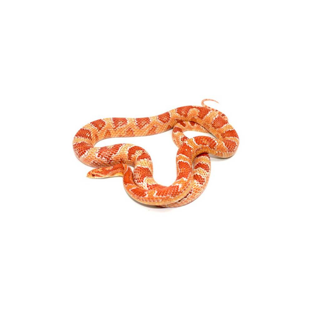 Pantherophis guttatus "Albinos rouge" - Serpent des blés