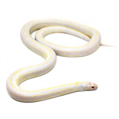 Serpents à Lyon - Bebesaurus animalerie spécialisée en reptiles à Lyon