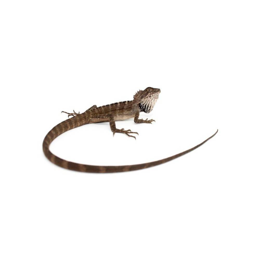 Hypsilurus magnus - Dragon des forêts de Papouasie-Nouvelle-guinée