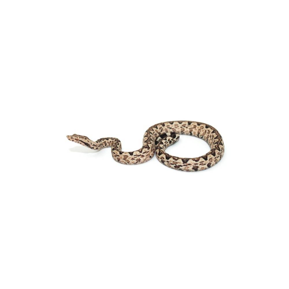 Candoia paulsoni "Santa Isabel" - Boa fouisseur des îles Salomon