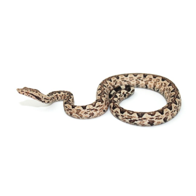 Candoia paulsoni "Santa Isabel" - Boa fouisseur des îles Salomon