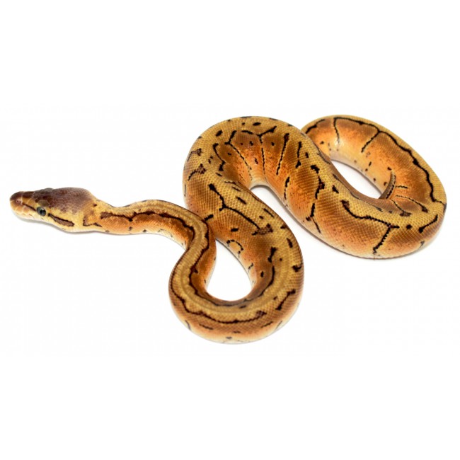 Python regius "Fire Pinstripe" - Python royal