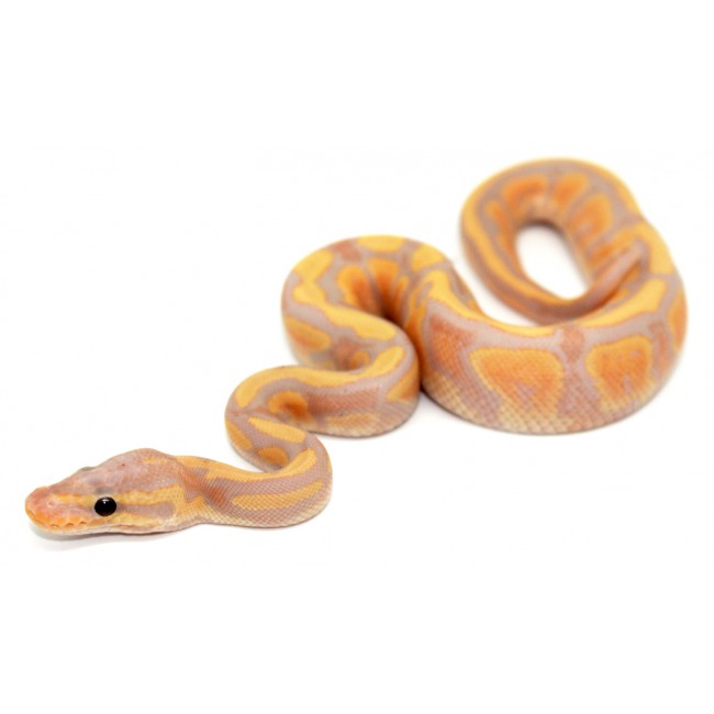 Python regius "Banana fire" - Python royal