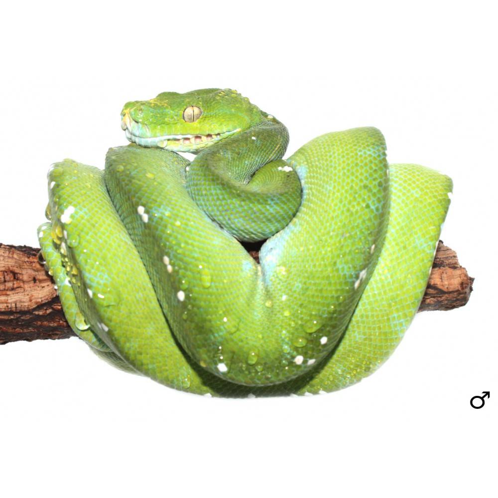 Morelia viridis "Aru" - Python vert