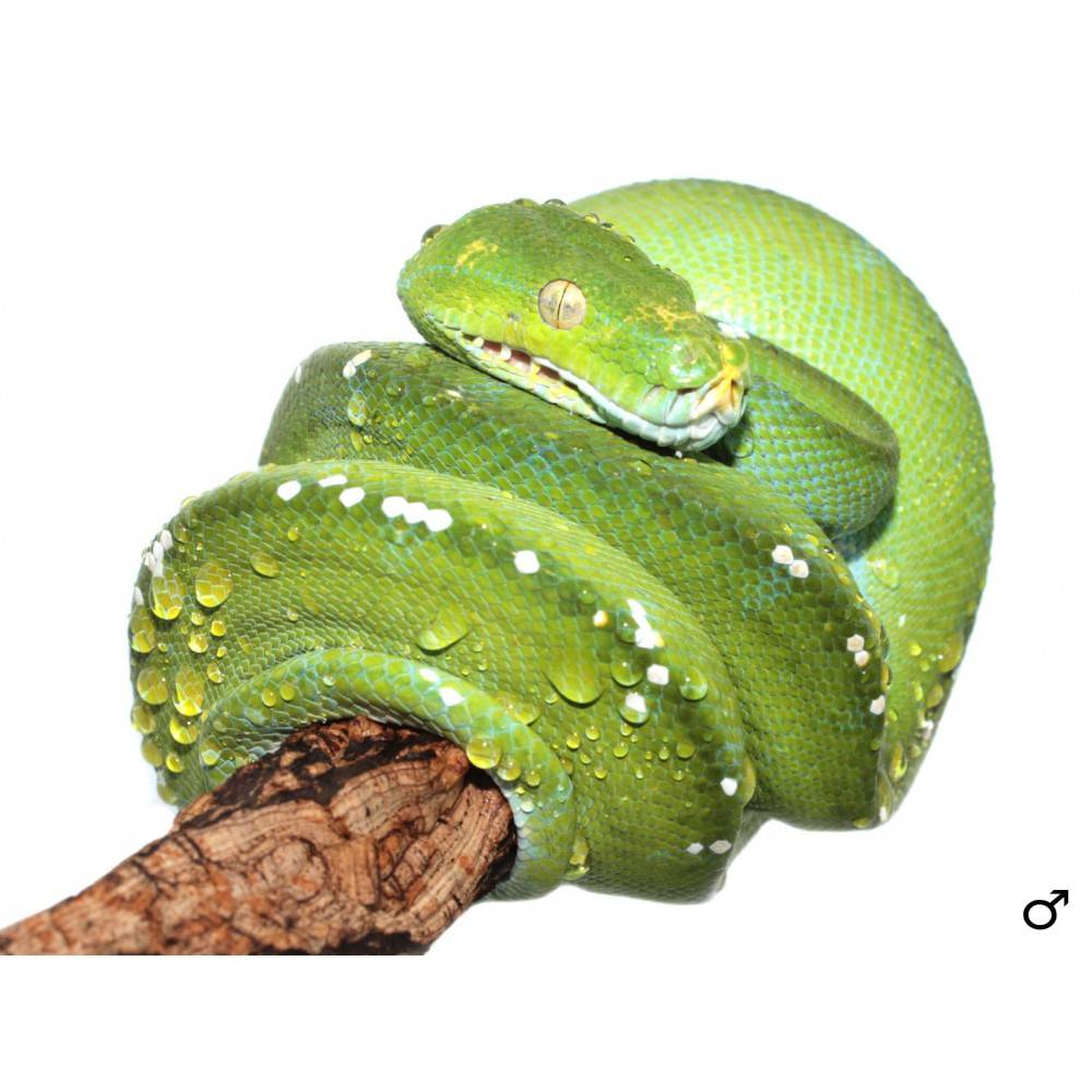 Morelia viridis "Aru" - Python vert