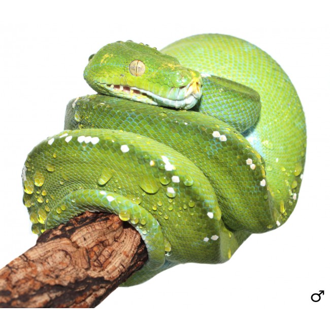 Morelia viridis "Aru" - Python vert