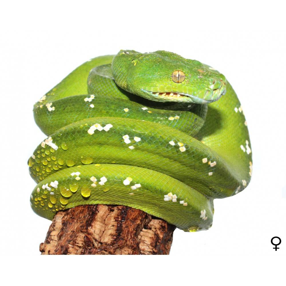 Morelia viridis "Aru" - Python vert