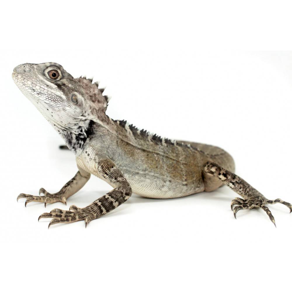 Hypsilurus magnus - Dragon des forêts de Papouasie-Nouvelle-guinée