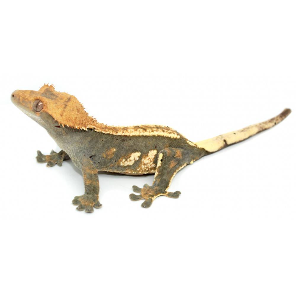 Correlophus ciliatus ♀ "Fire" ADULTE - Gecko à crête