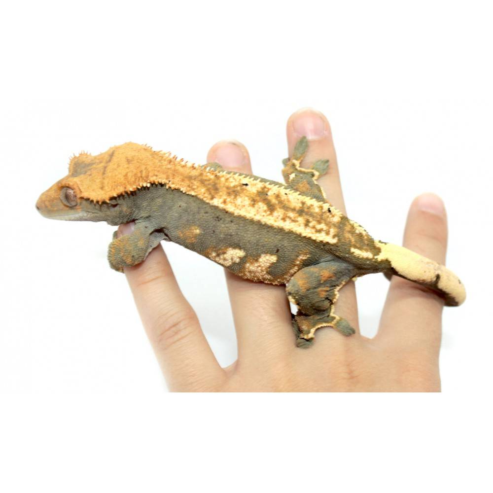 Correlophus ciliatus ♀ "Fire" ADULTE - Gecko à crête