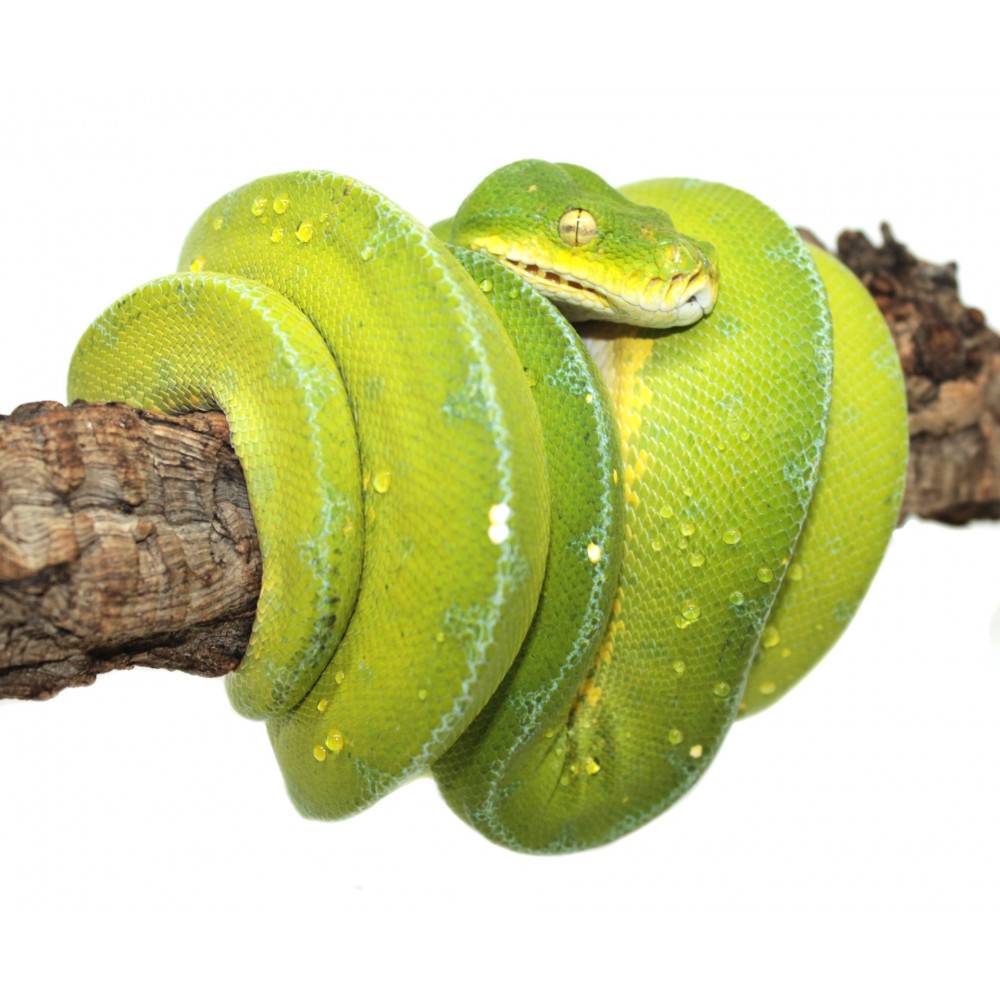 Morelia viridis ♂♀ "Jayapura" - Python vert
