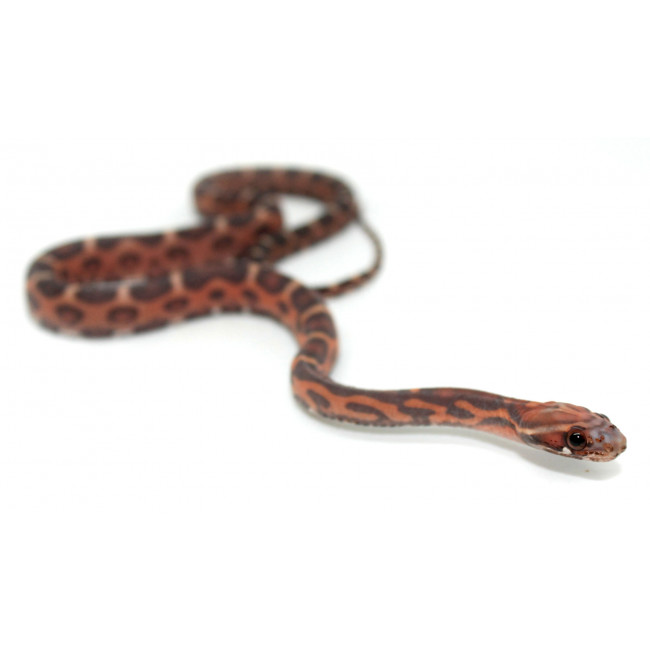 Pantherophis guttatus "Scaleless okeetee abbott's" - Serpent des blés