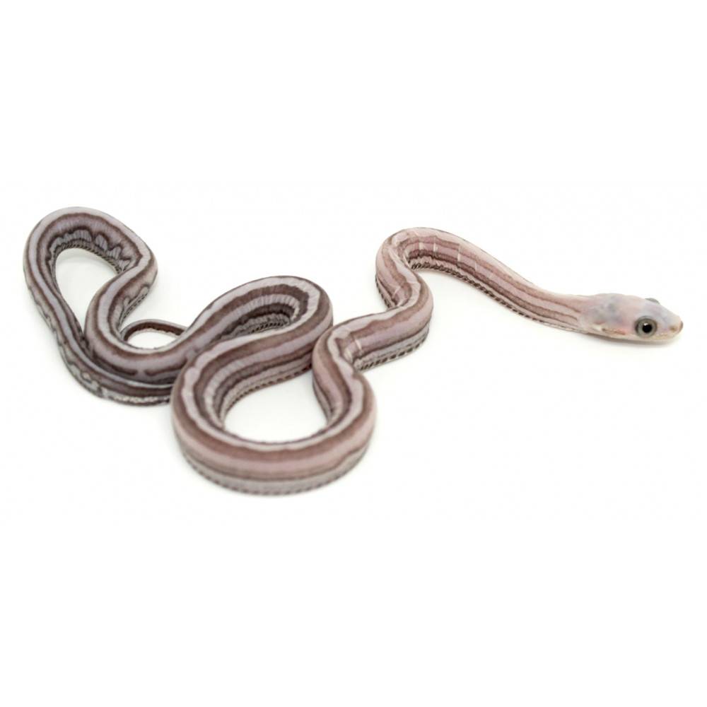 Pantherophis guttatus "Scaleless tessera anery" - Serpent des blés