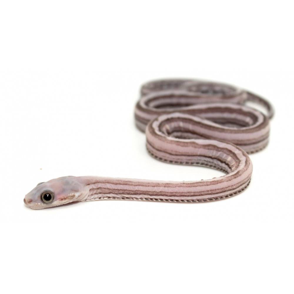 Pantherophis guttatus "Scaleless tessera anery" - Serpent des blés