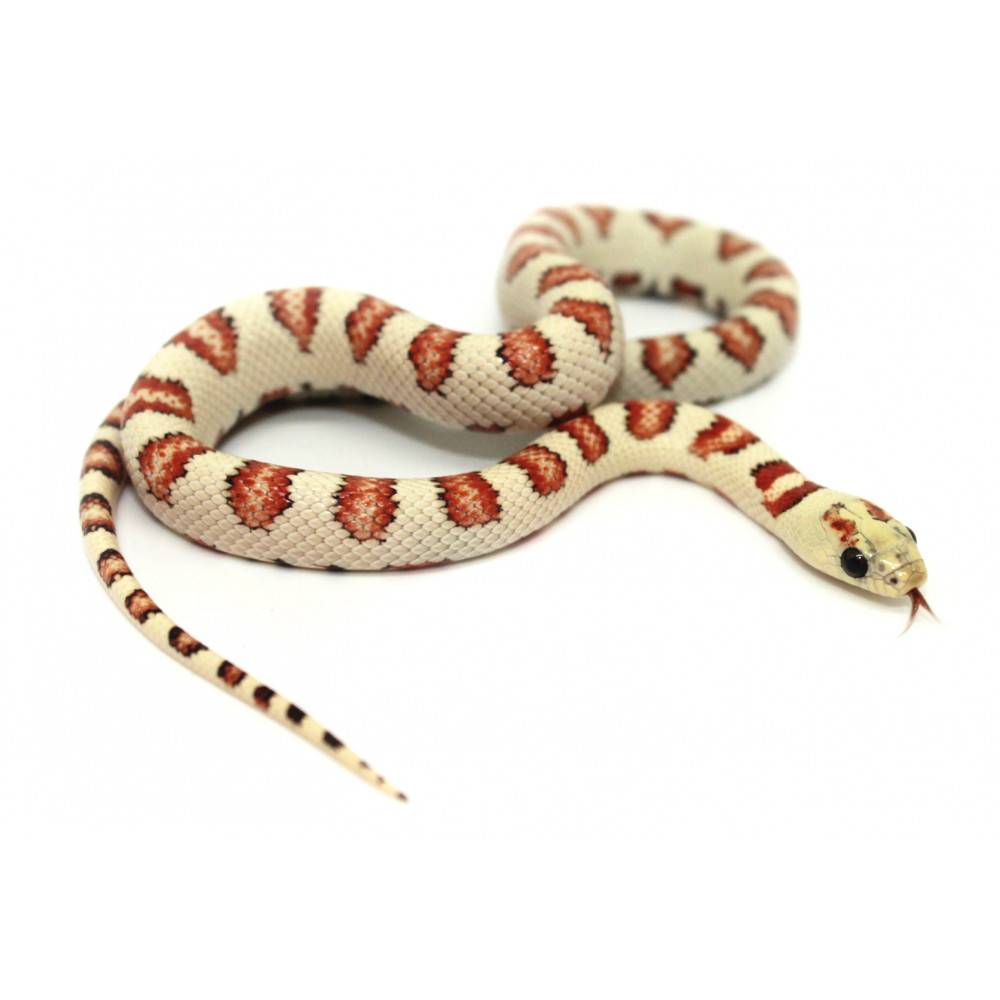 Lampropeltis leonis - Serpent roi du Mexique