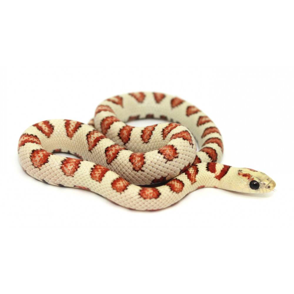 Lampropeltis leonis - Serpent roi du Mexique