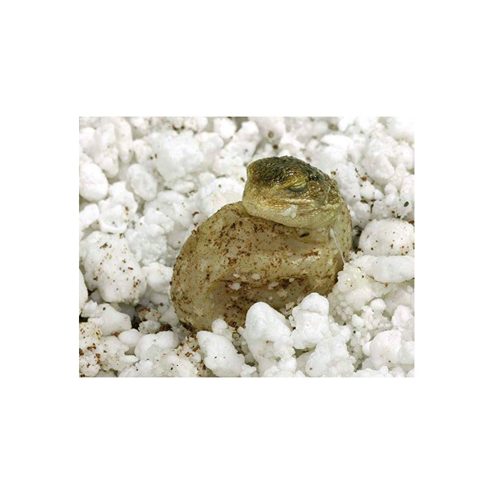 Substrat d'incubation "Hatchrite" - Lucky reptile