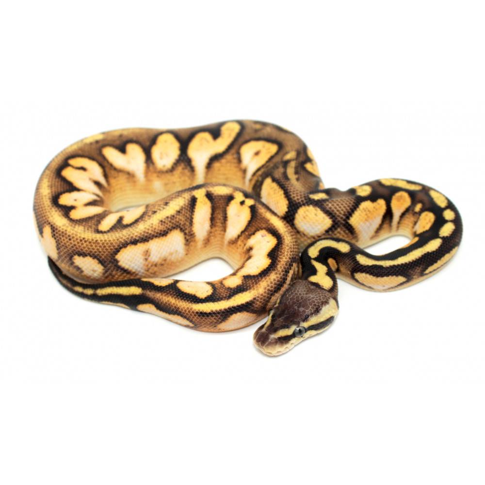 Python royal "Calico Pastel" - Python royal