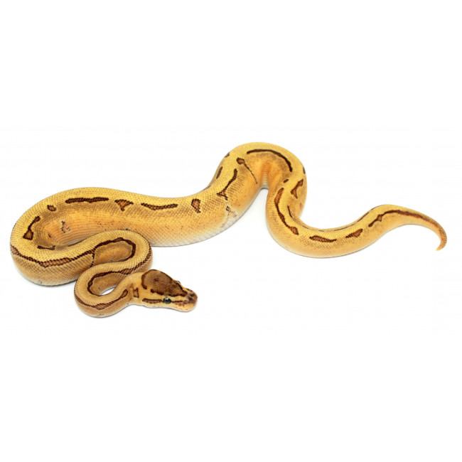 Python regius "Enchi fire pinstripe" - Python royal