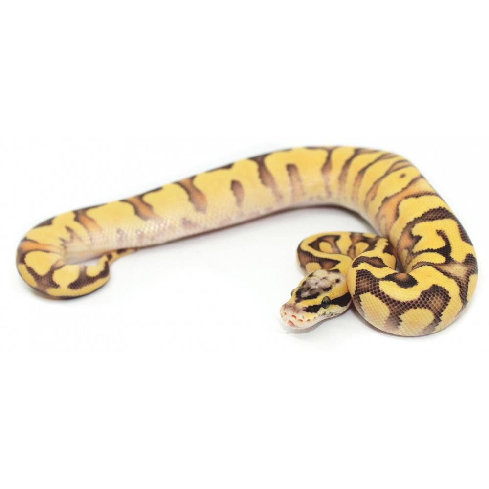 Python regius "Superfly enchi" - Python royal