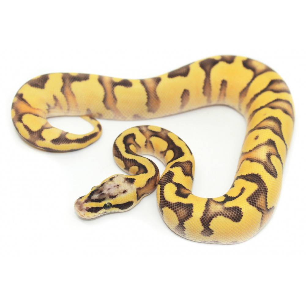 Python regius "Superfly enchi" - Python royal