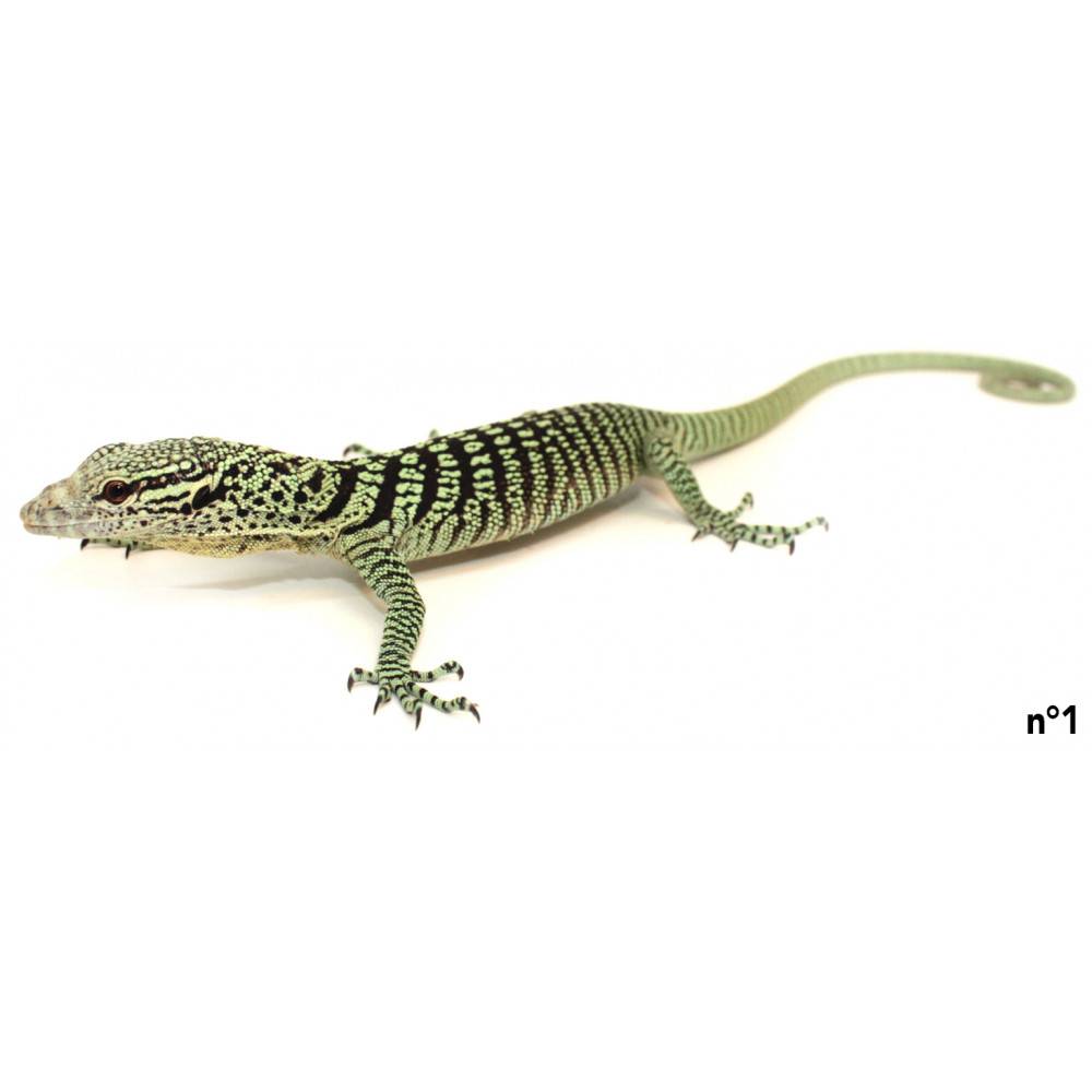 Varanus reisingeri - Varan arboricole jaune