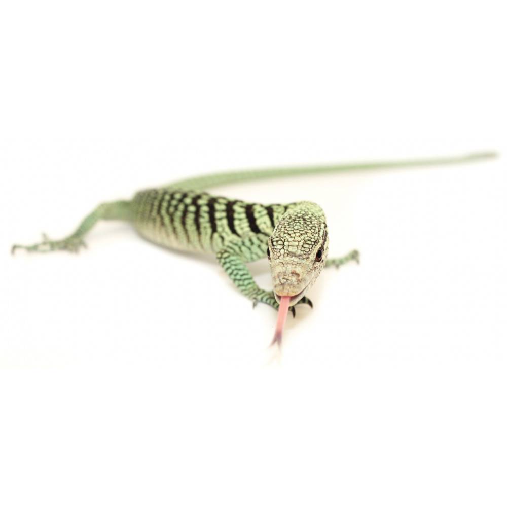 Varanus reisingeri - Varan arboricole jaune