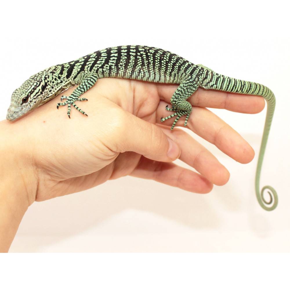 Varanus reisingeri - Varan arboricole jaune