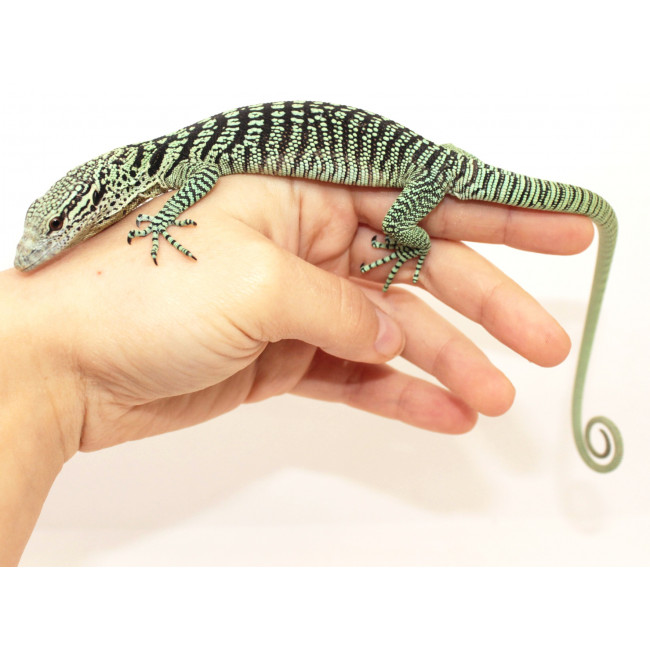 Varanus reisingeri - Varan arboricole jaune