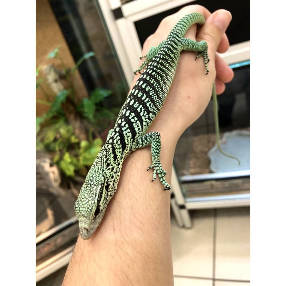 Varanus reisingeri - Varan arboricole jaune