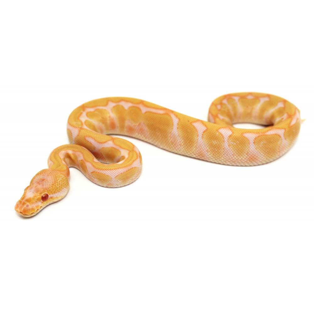 Python regius "Albinos enchi" - Python royal
