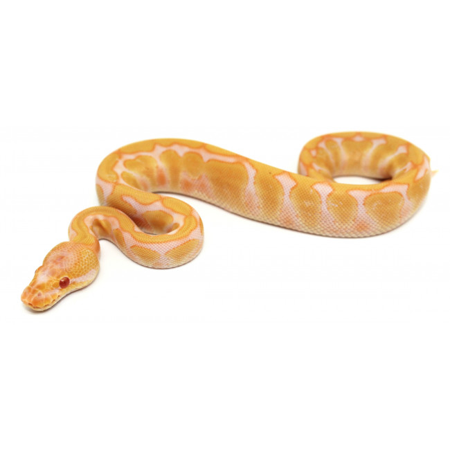 Python regius "Albinos enchi" - Python royal