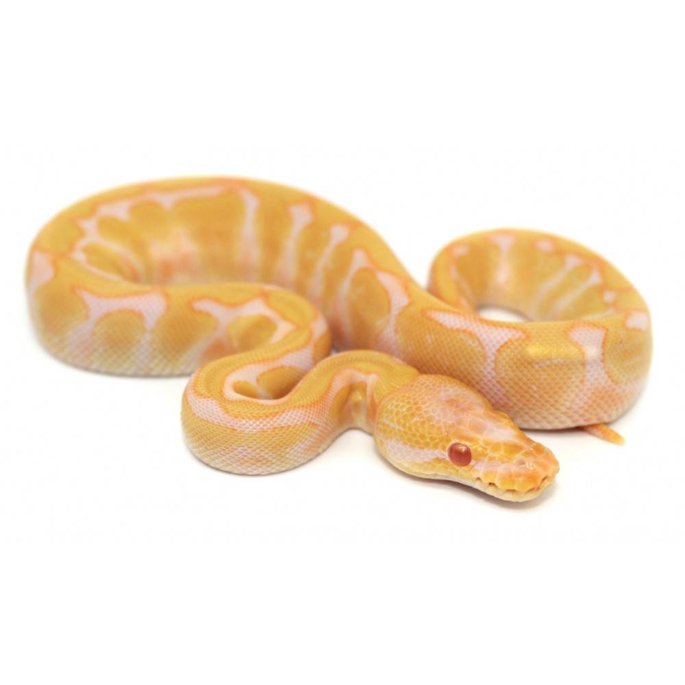 Python regius "Albinos enchi" - Python royal