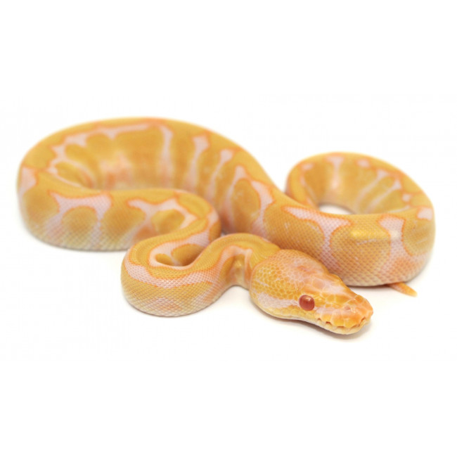 Python regius "Albinos enchi" - Python royal