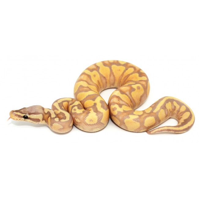 Python regius "Banana pastel yellow belly" - Python royal