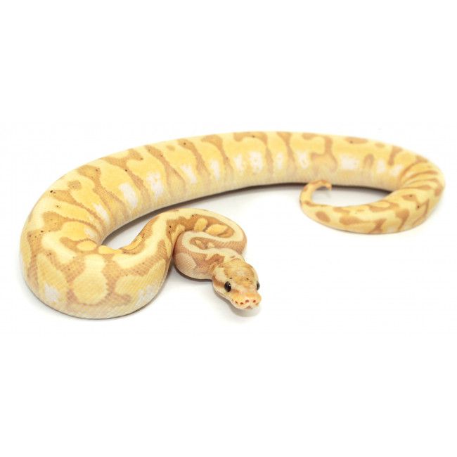 Python regius "Coral glow HGW" - Python royal