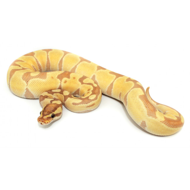 Python regius "Enchi Coral glow" - Python royal