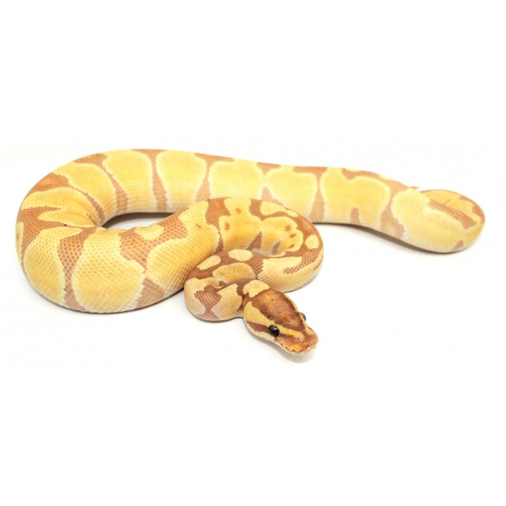 Python regius "Enchi Coral glow" - Python royal
