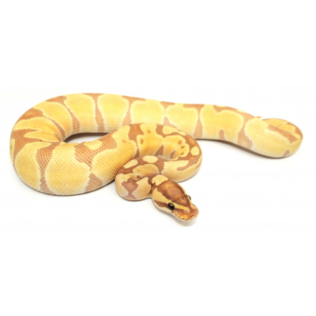 Python regius "Enchi Coral glow" - Python royal