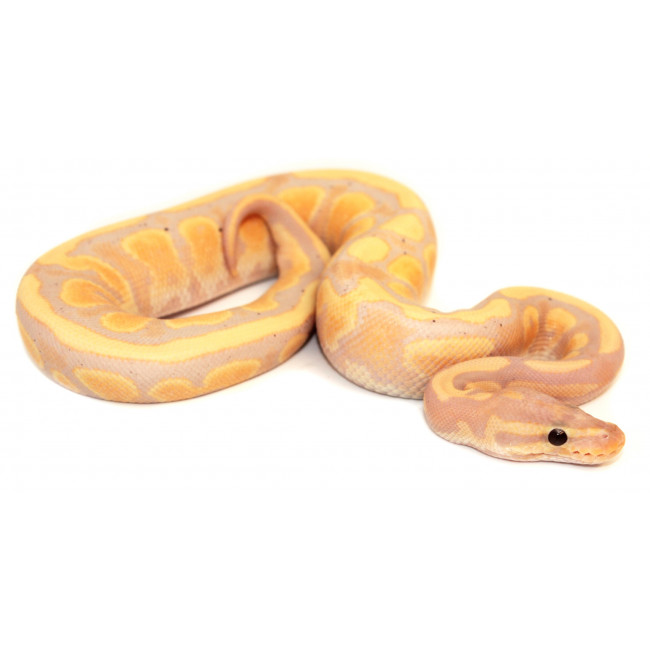 Python regius "Banana fire" - Python royal