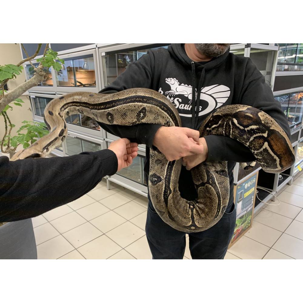 Boa constricteur "Trinidad" - Boa (constrictor) constrictor