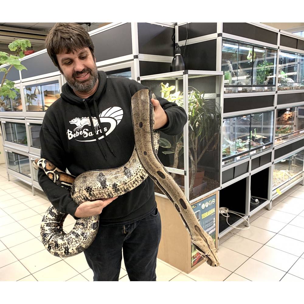 Boa constricteur "Trinidad" - Boa (constrictor) constrictor