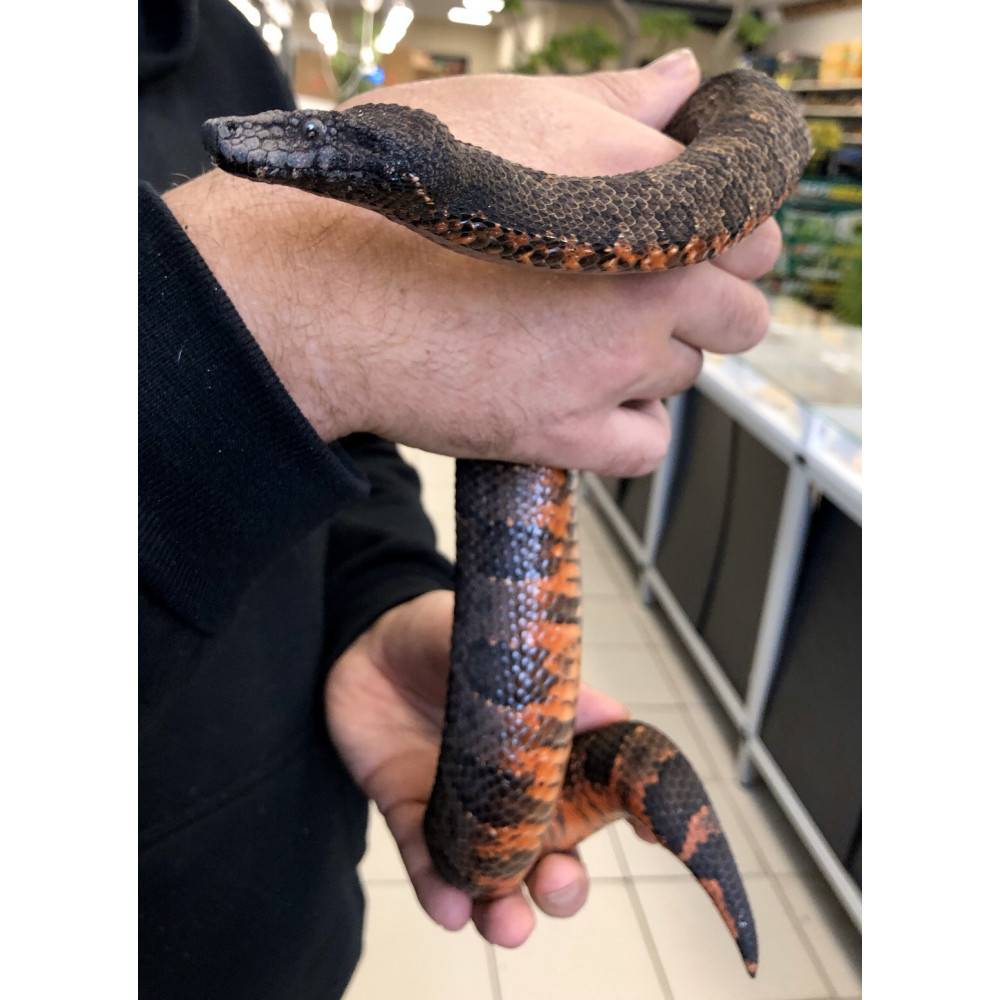 Boa vipère - Candoia aspera (Bebesaurus, un large choix de serpents)