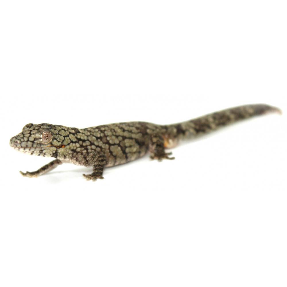 Eurydactylodes agricolae - Gecko caméléon de Bauer